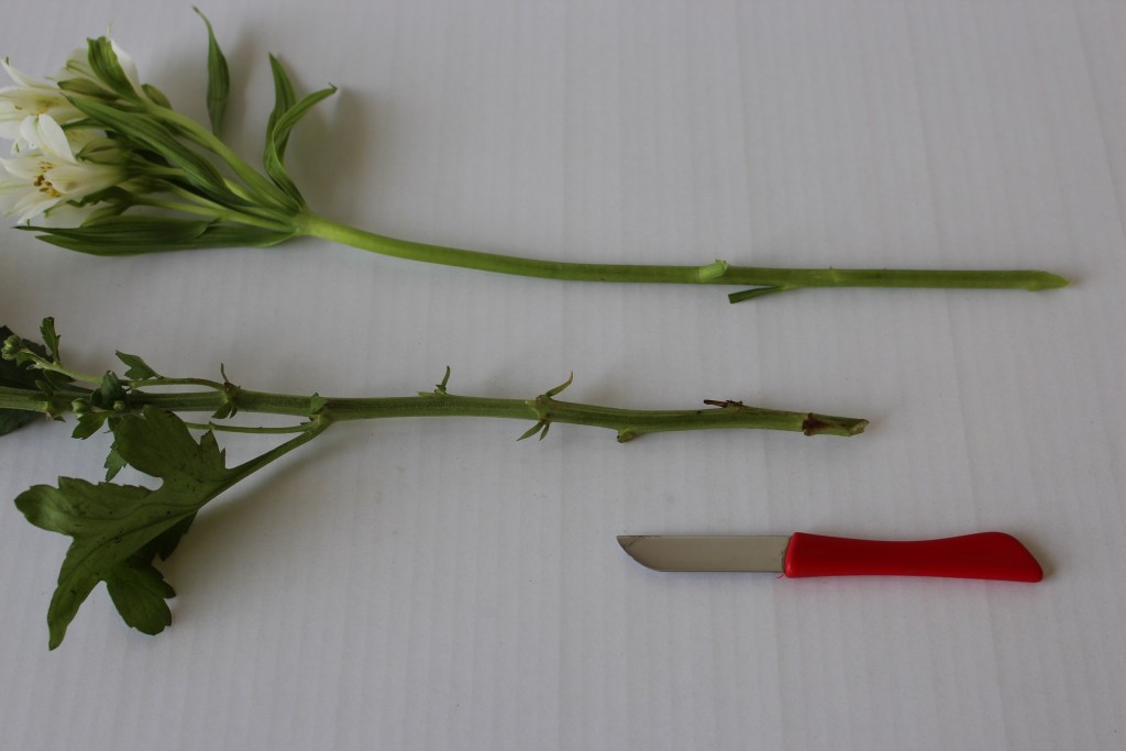 corte en bisel | Blog del Florista