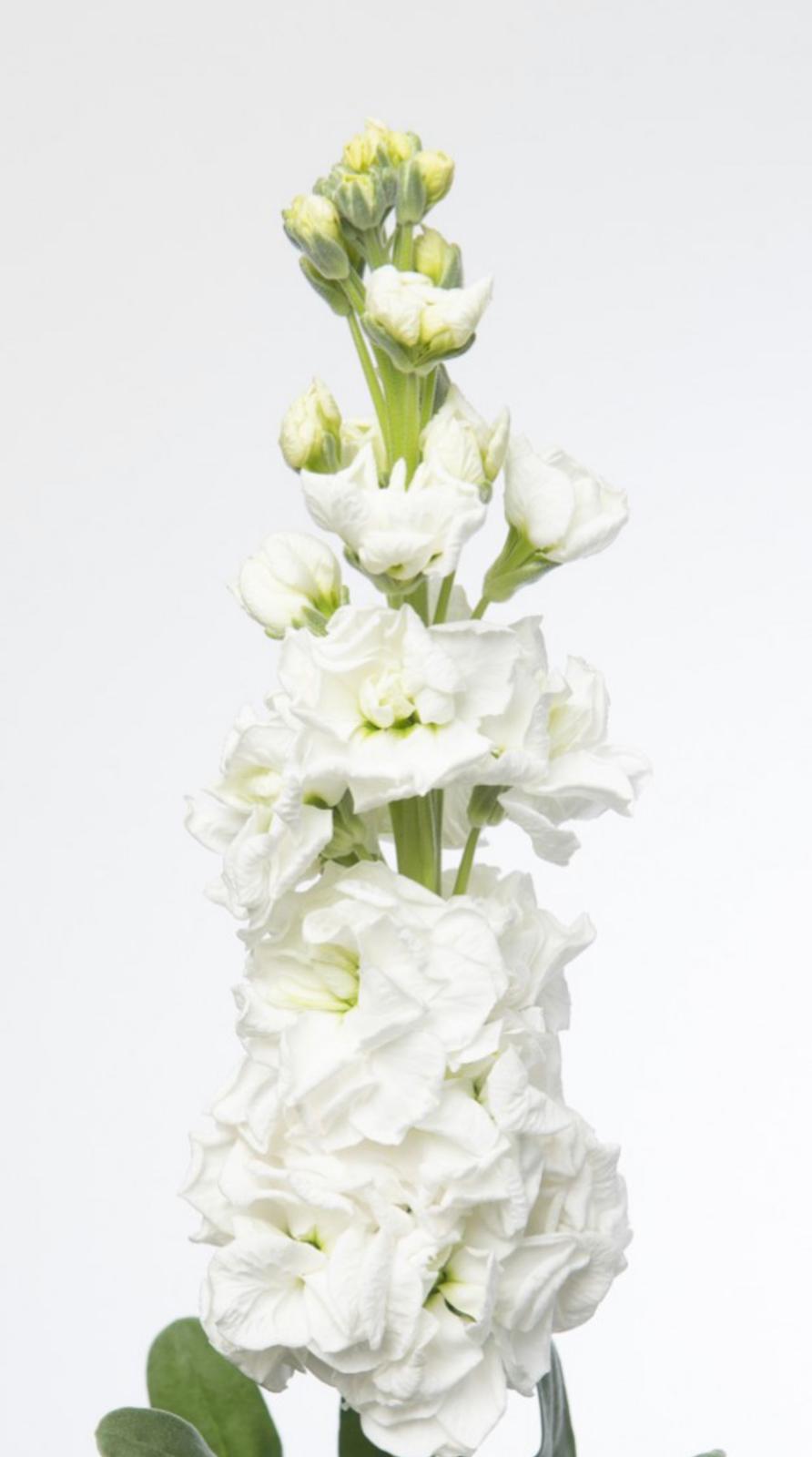 ALHELÍ Y DELPHINIUM | Blog del Florista