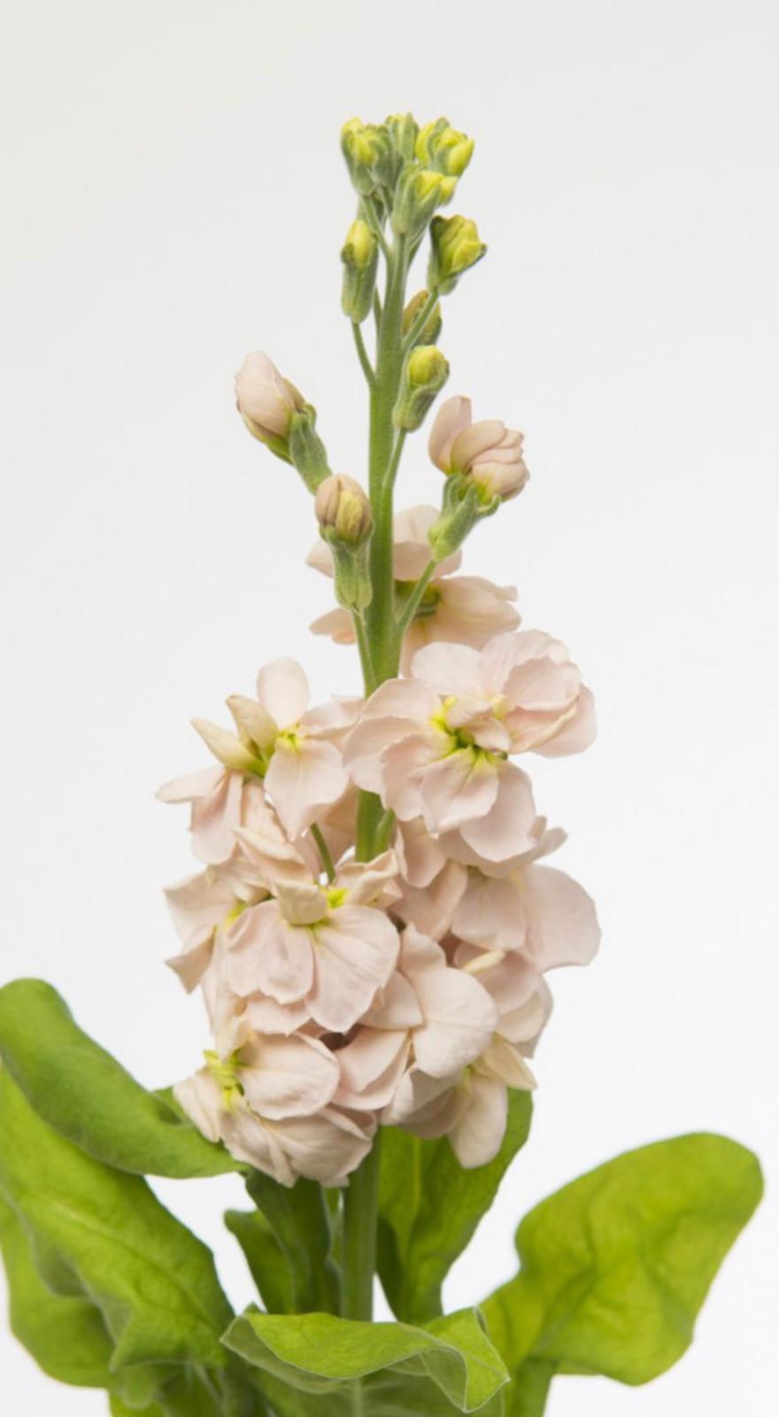 ALHELÍ Y DELPHINIUM | Blog del Florista