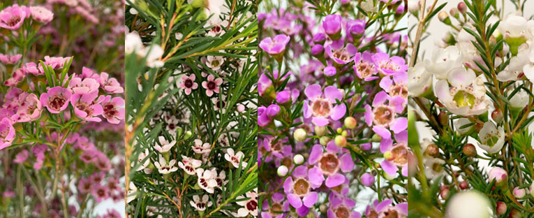 FLOR DE CERA | Blog del Florista